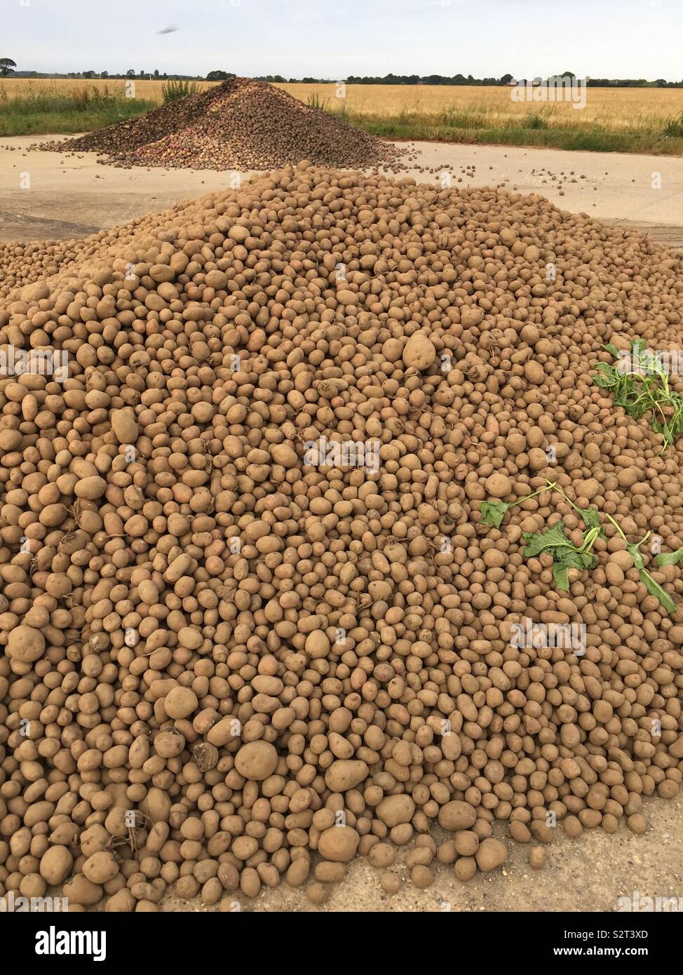 Pile of crops hi-res stock photography and images - Alamy