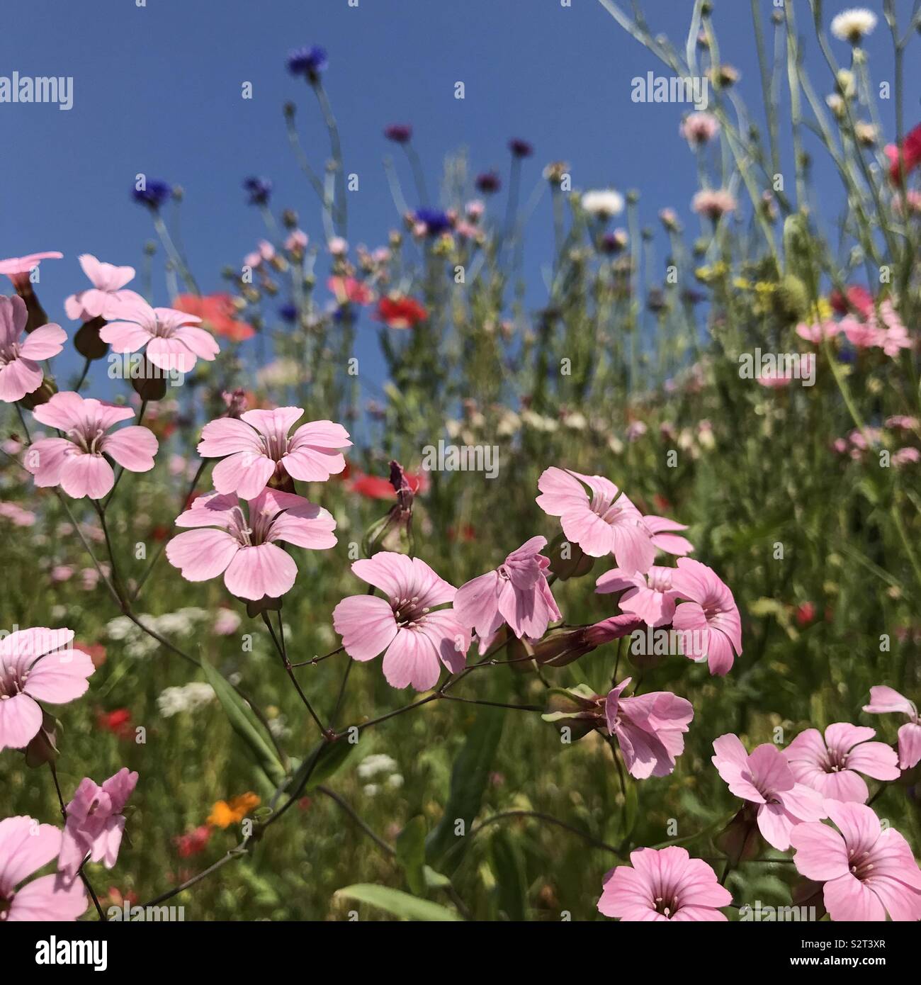 Wildflowers in a small meadow Stock Photo - Alamy