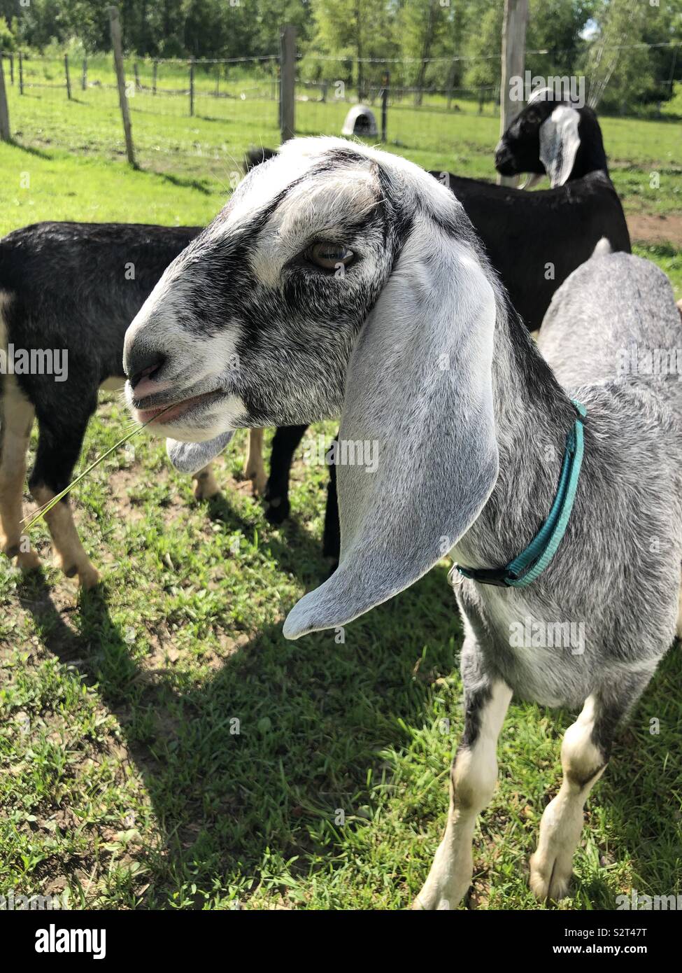 A gray baby goat with hay in its mouth standing in the pasture Stock ...