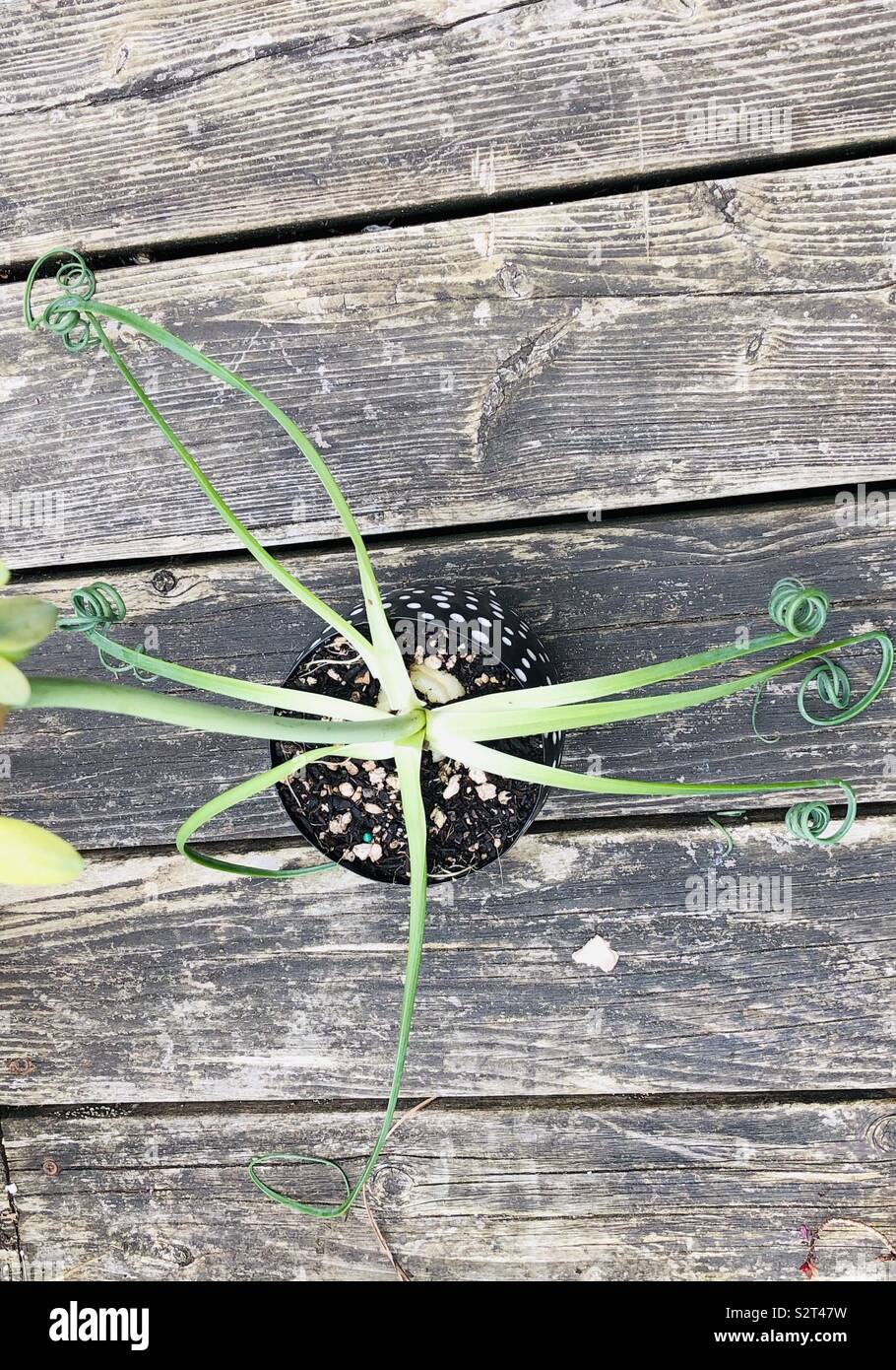 Aged planter hi-res stock photography and images - Alamy