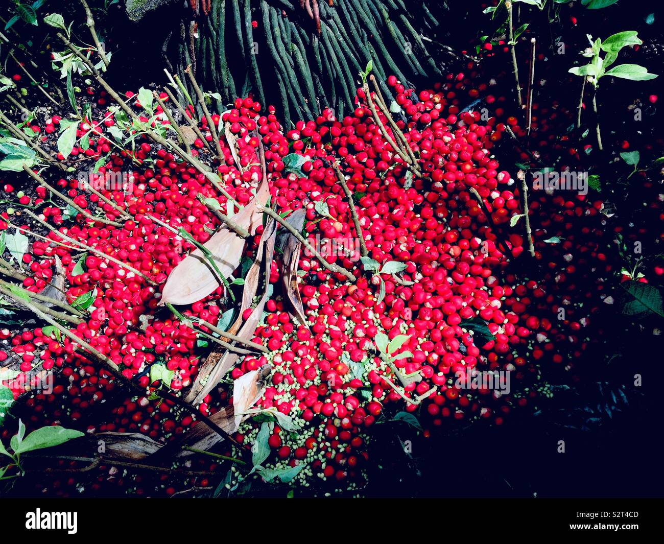 Berries of a palm hi-res stock photography and images - Alamy