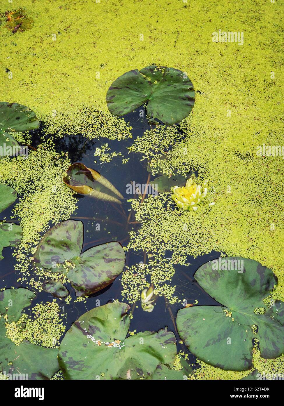 Lily and pond weed hi-res stock photography and images - Alamy