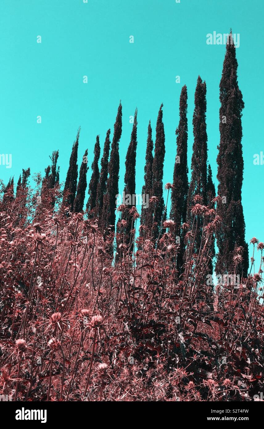 Tall thin trees hi-res stock photography and images - Alamy