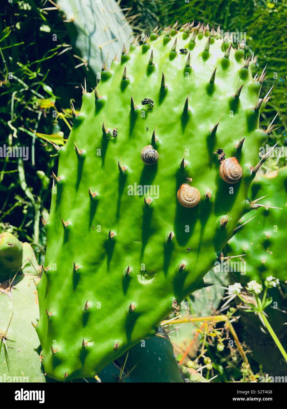 Cactus desert middle east hi-res stock photography and images - Alamy