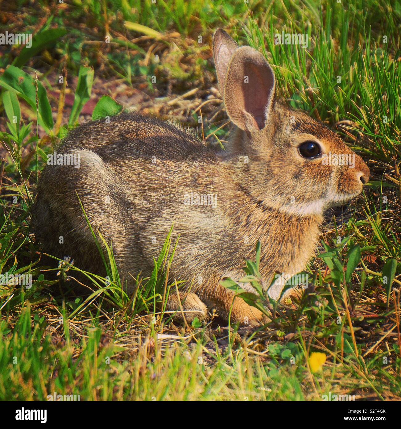 Wild bunny hi-res stock photography and images - Alamy