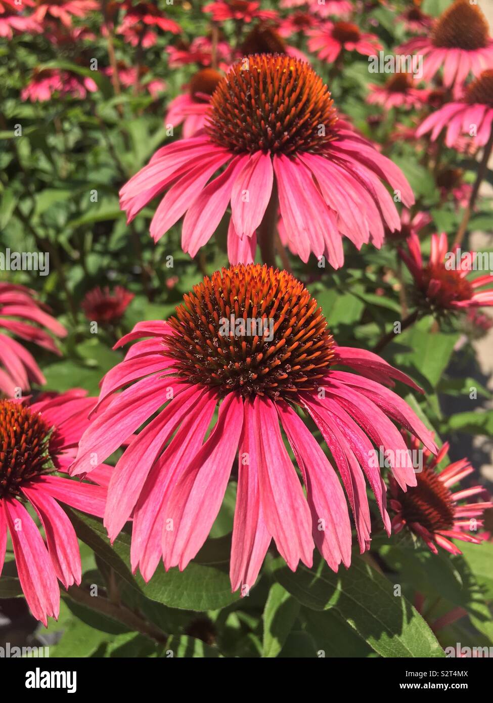 Field full of the showy and beautiful pink echinacea coneflower plant ...