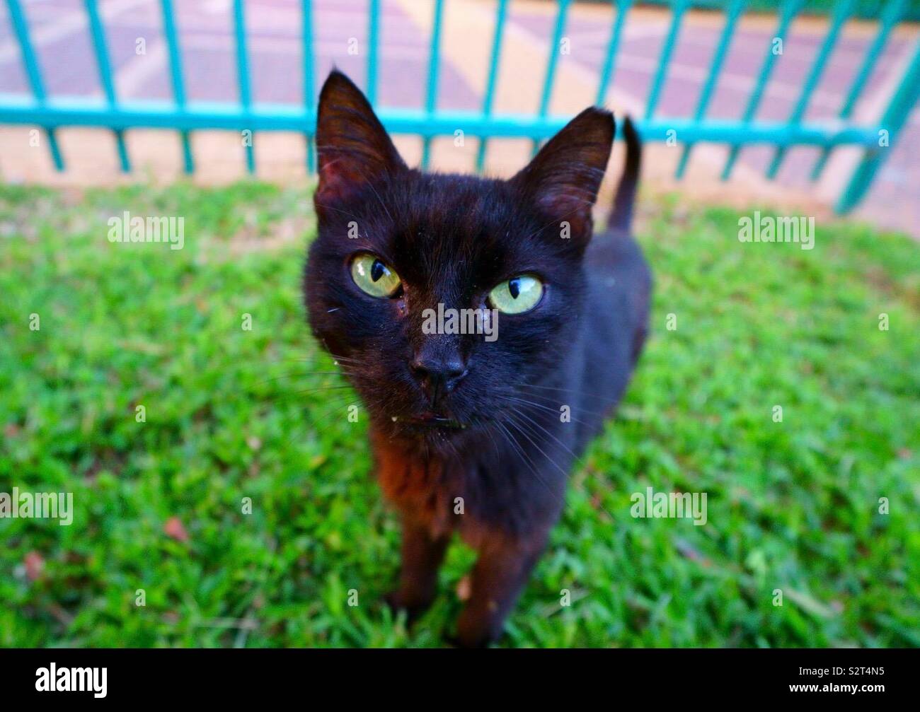 Grumpy cat blue eyes hi-res stock photography and images - Alamy