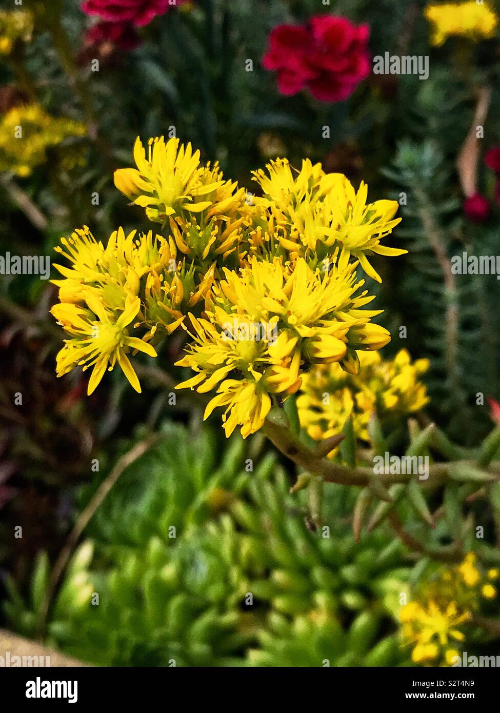 Yellow sedum flower hi-res stock photography and images - Alamy
