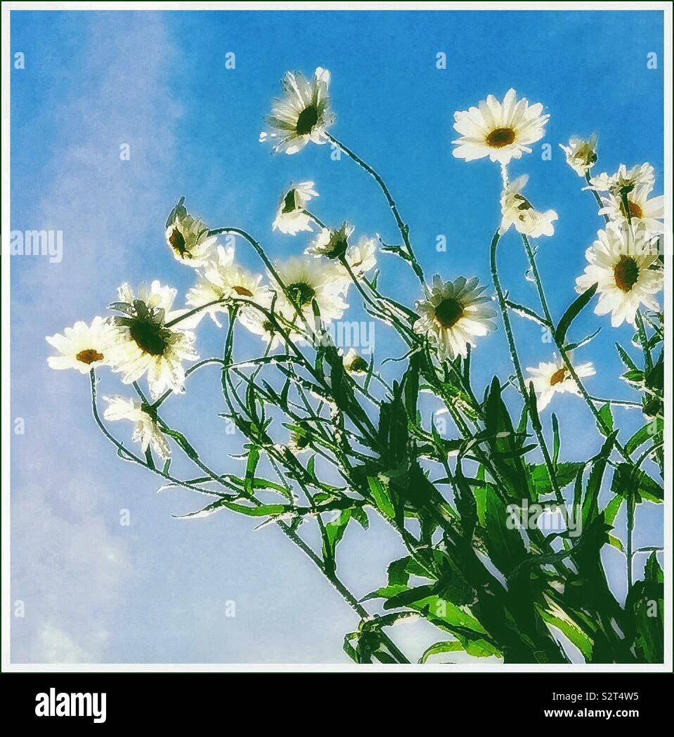 A bunch of daisies Stock Photo - Alamy