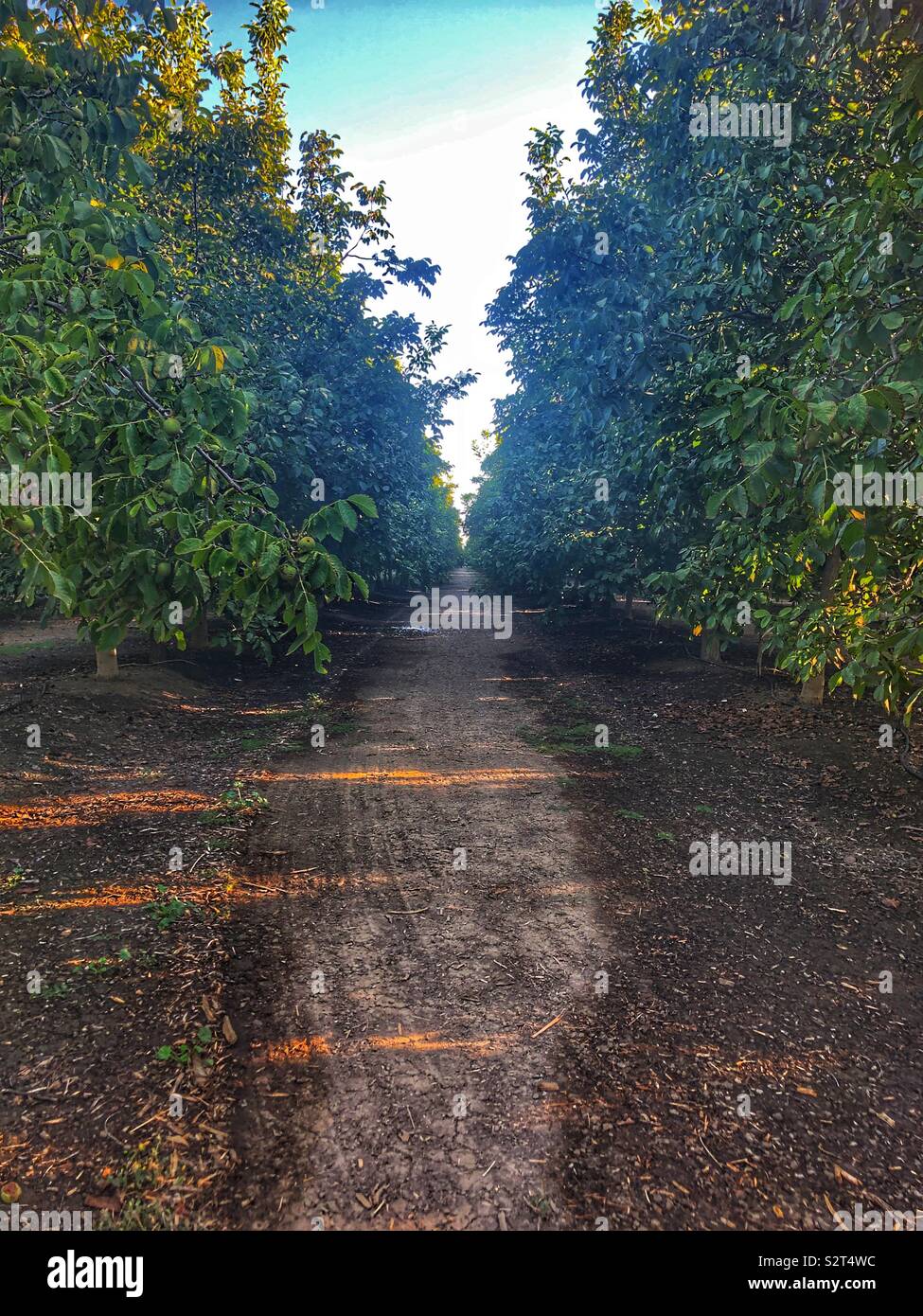 Grove walnut trees hi-res stock photography and images - Alamy