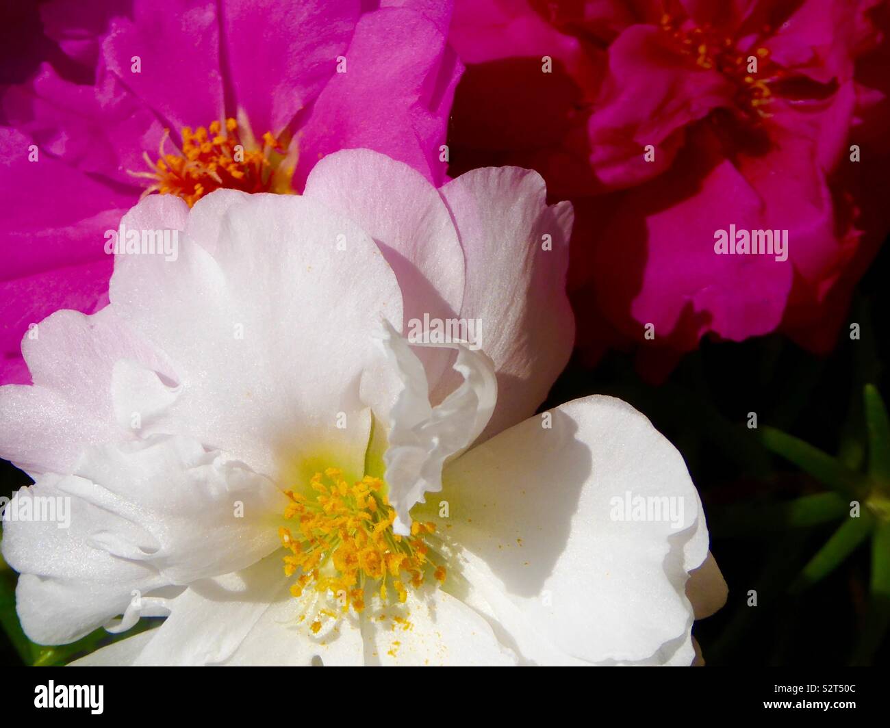 Three fluffy rose flowers Stock Photo - Alamy