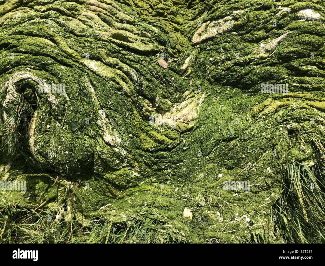 Algae and seaweed hi-res stock photography and images - Alamy