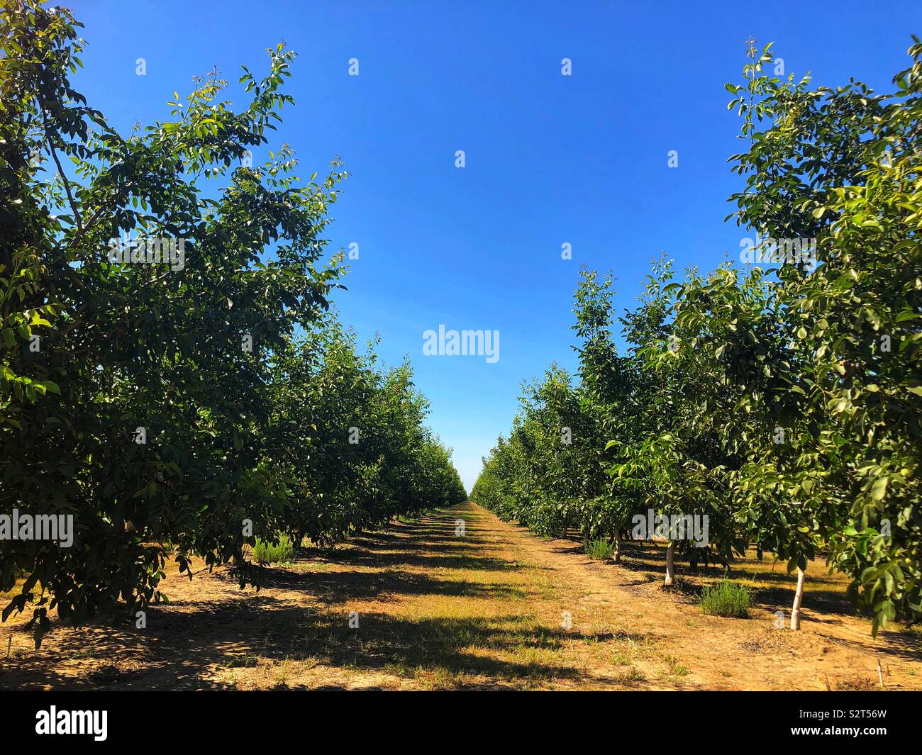 Walnut orchard hi-res stock photography and images - Alamy
