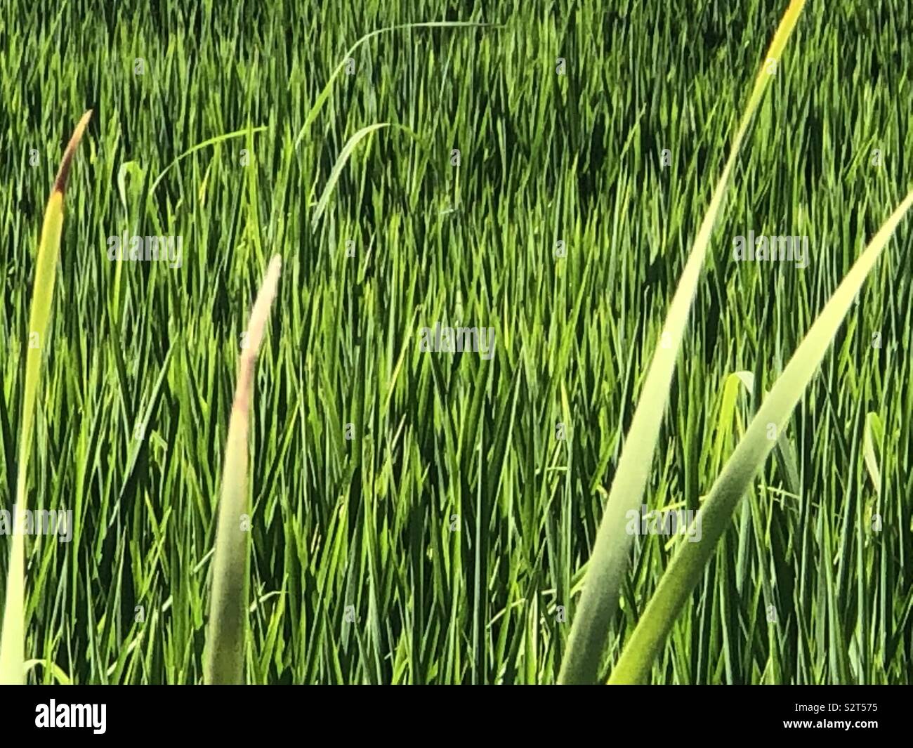 Reeds and grass hi-res stock photography and images - Alamy