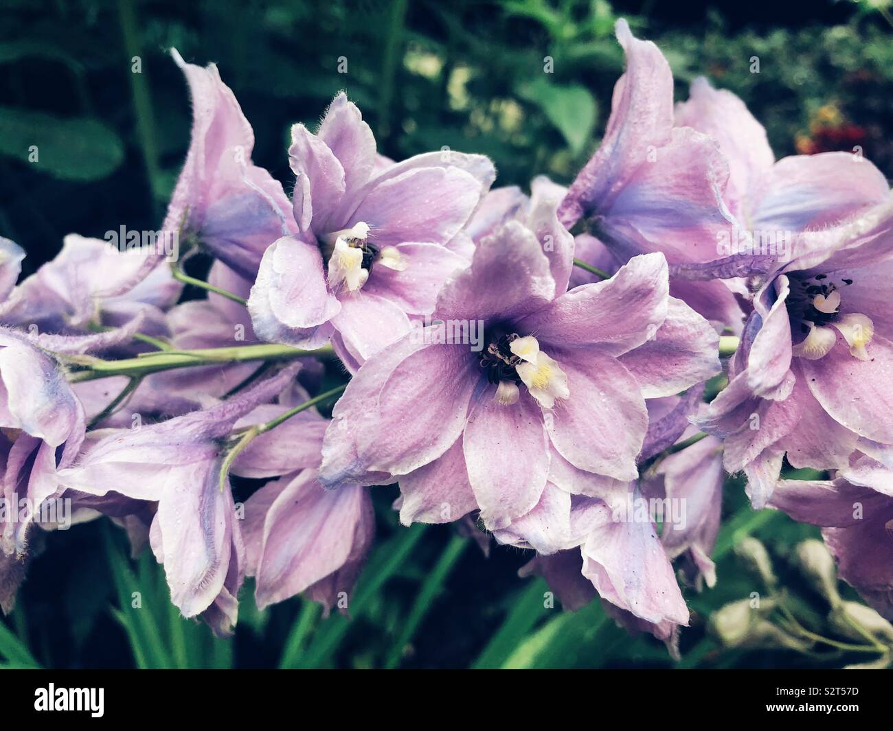 Lavender colored hi-res stock photography and images - Alamy