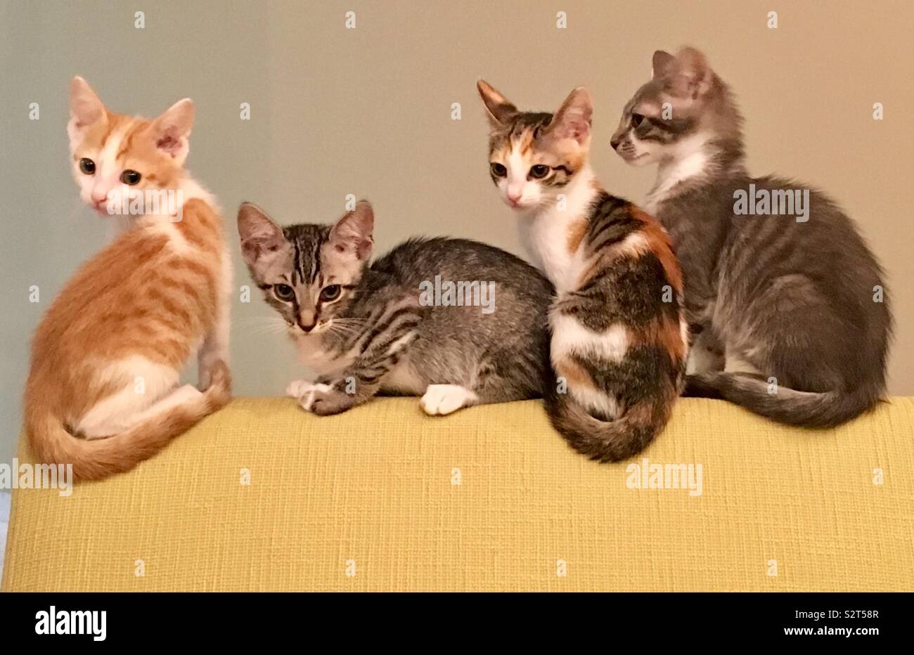 Cat gang hi-res stock photography and images - Alamy
