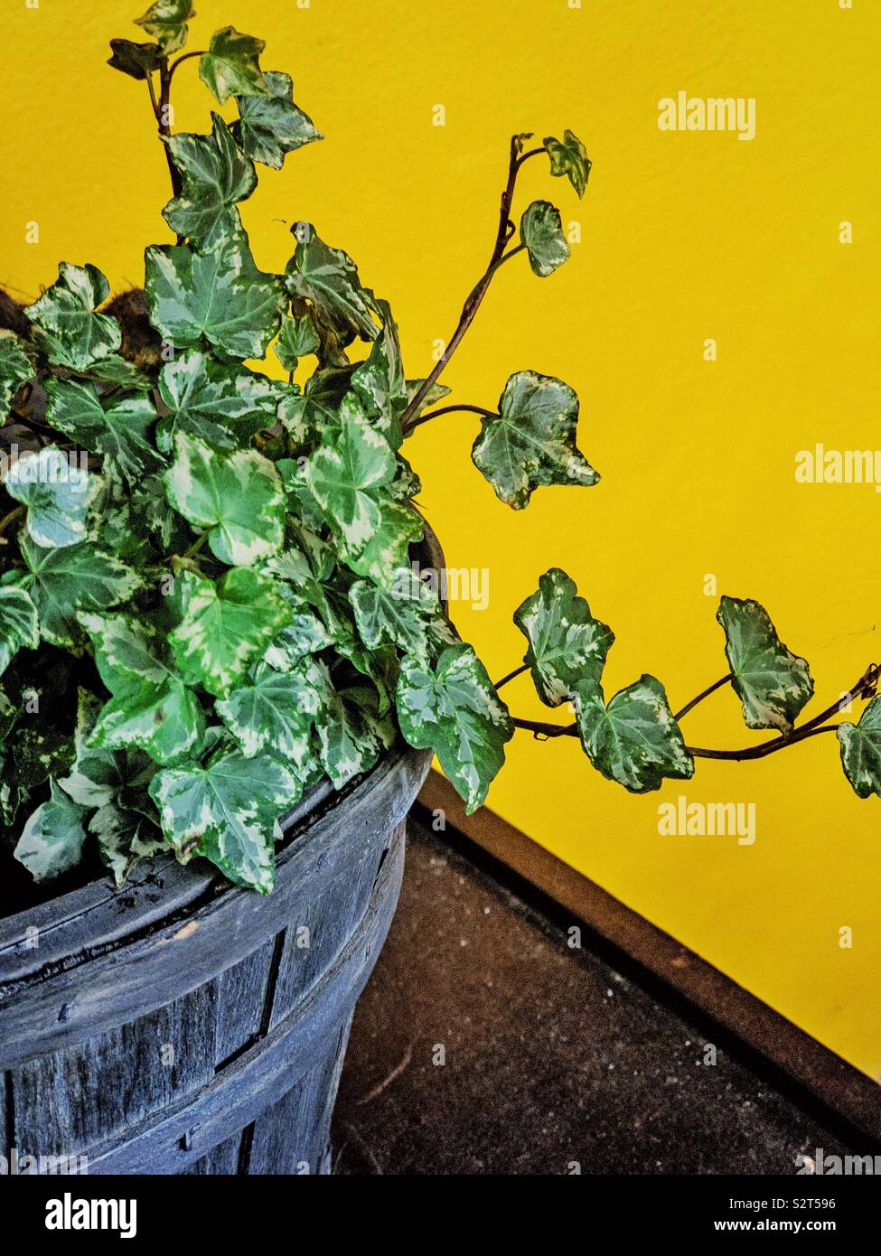 Ivy plant growing in a container next to a yellow wall Stock Photo - Alamy