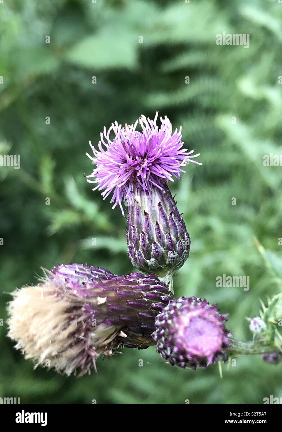 Purple Weed High Resolution Stock Photography and Images - Alamy