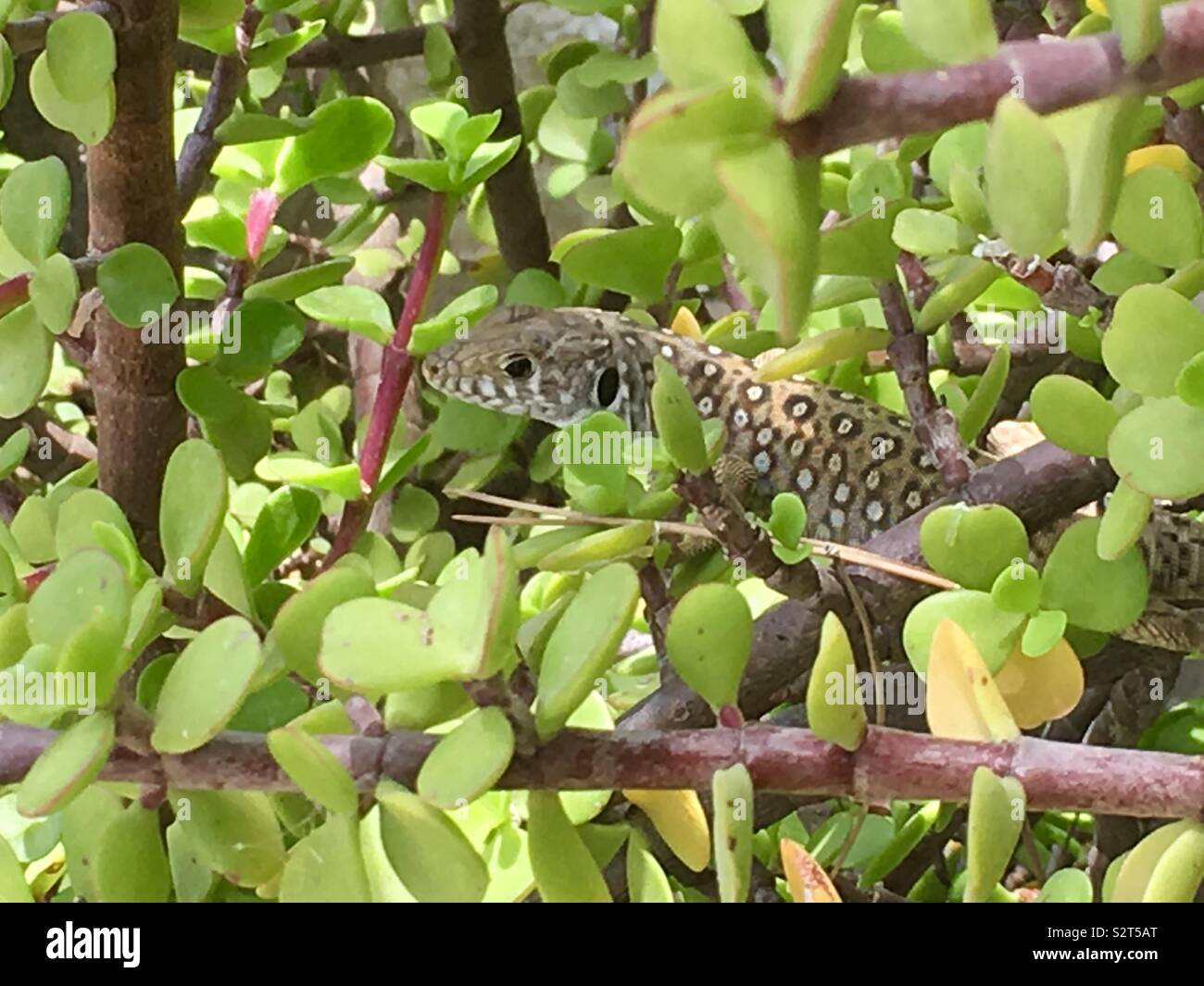 Money lizard hi-res stock photography and images - Alamy