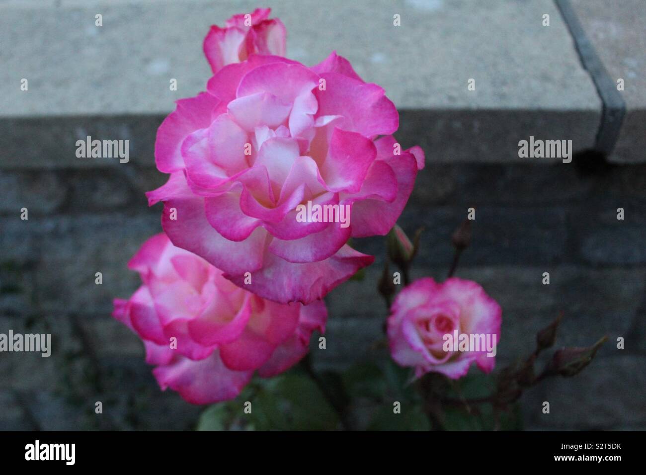 Rose Of Scotland High Resolution Stock Photography and Images - Alamy