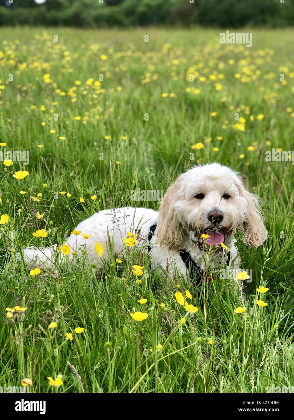 Cockapoo flowers hi-res stock photography and images - Alamy