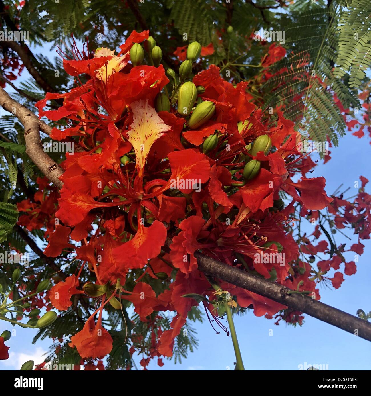 Flamboyant tree hi-res stock photography and images - Alamy