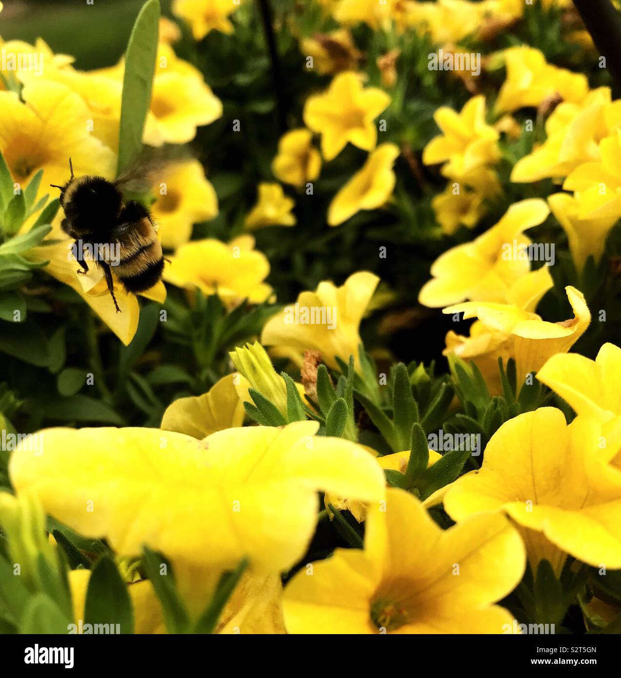 Save the bees hi-res stock photography and images - Alamy