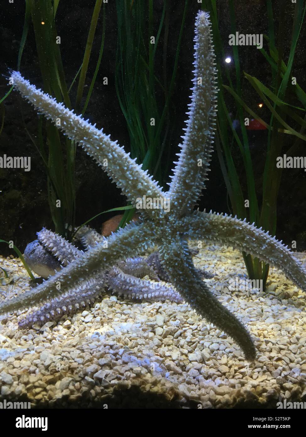 Spiny star fish hi-res stock photography and images - Alamy