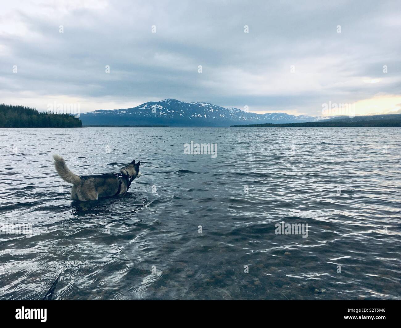 Siberian husky swimming in lake by the mountain Stock Photo - Alamy