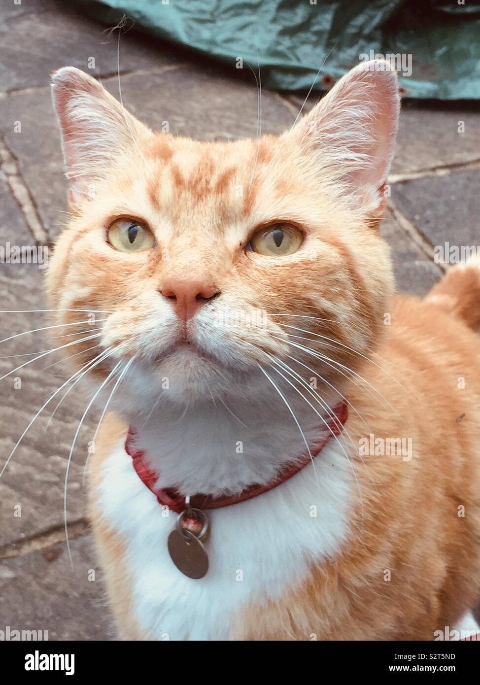 Good kitty hi-res stock photography and images - Alamy