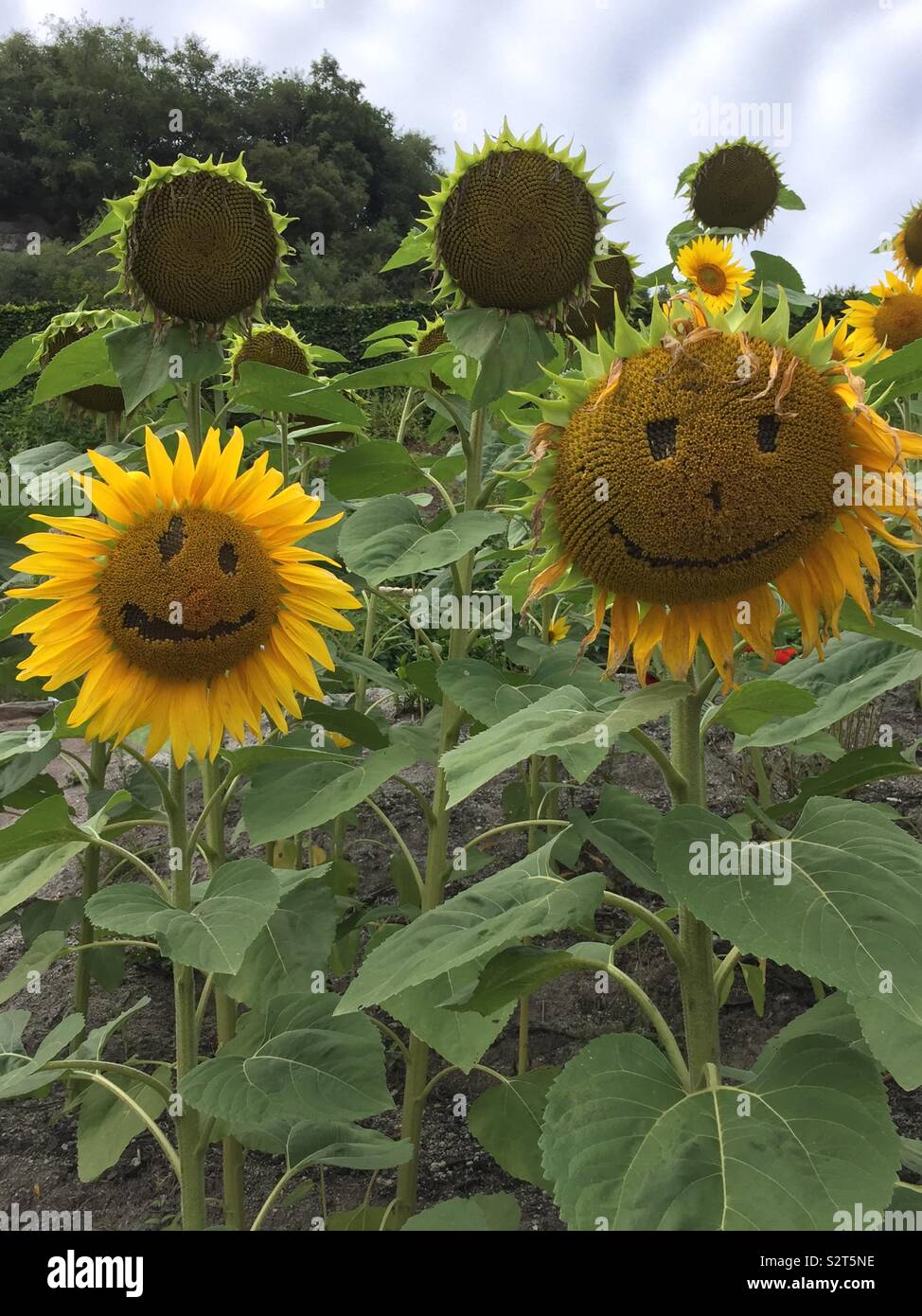 Sunshine and smiles hi-res stock photography and images - Alamy