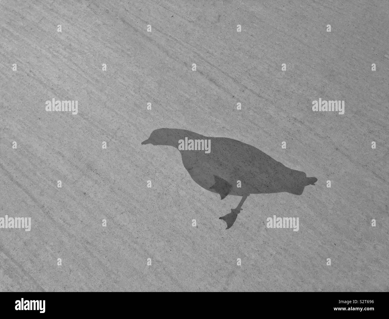 Seagull Outline High Resolution Stock Photography and Images - Alamy