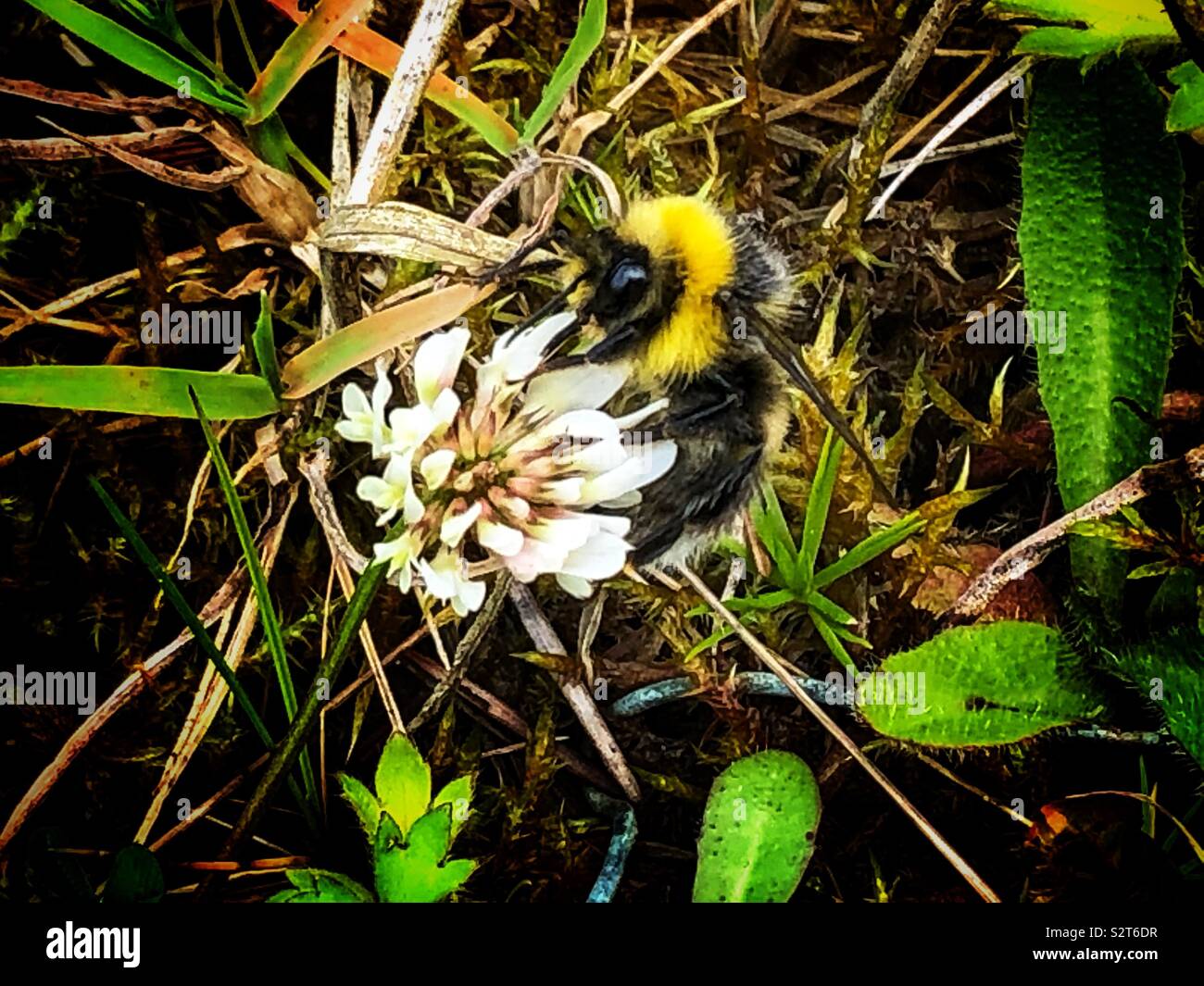 Scotland bees hi-res stock photography and images - Alamy