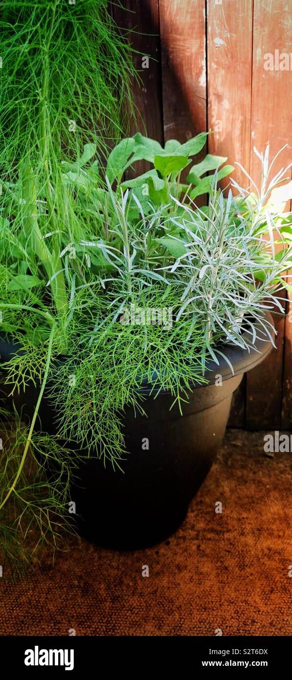 Fennel plant container hi-res stock photography and images - Alamy