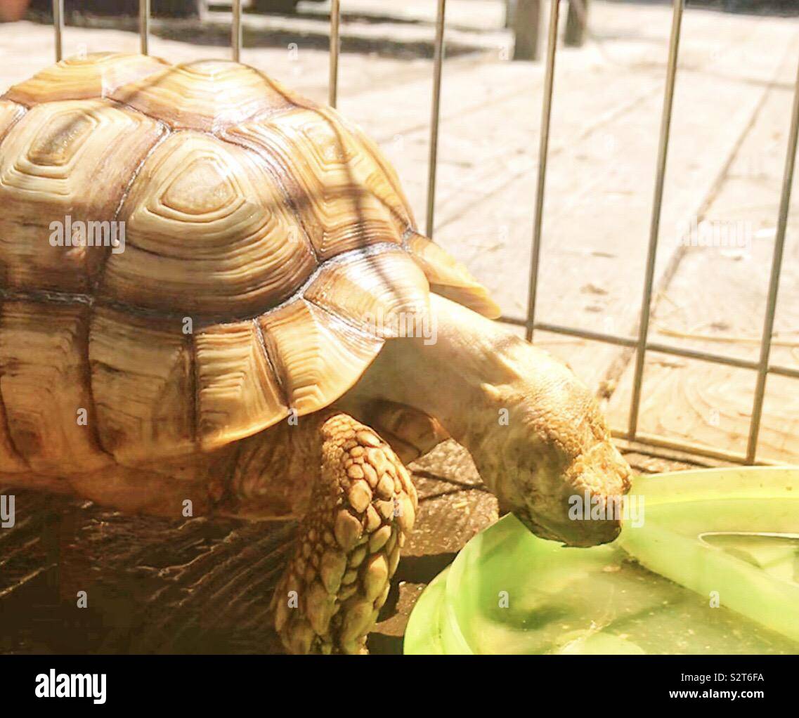 Sulcata Tortoises High Resolution Stock Photography and Images - Alamy