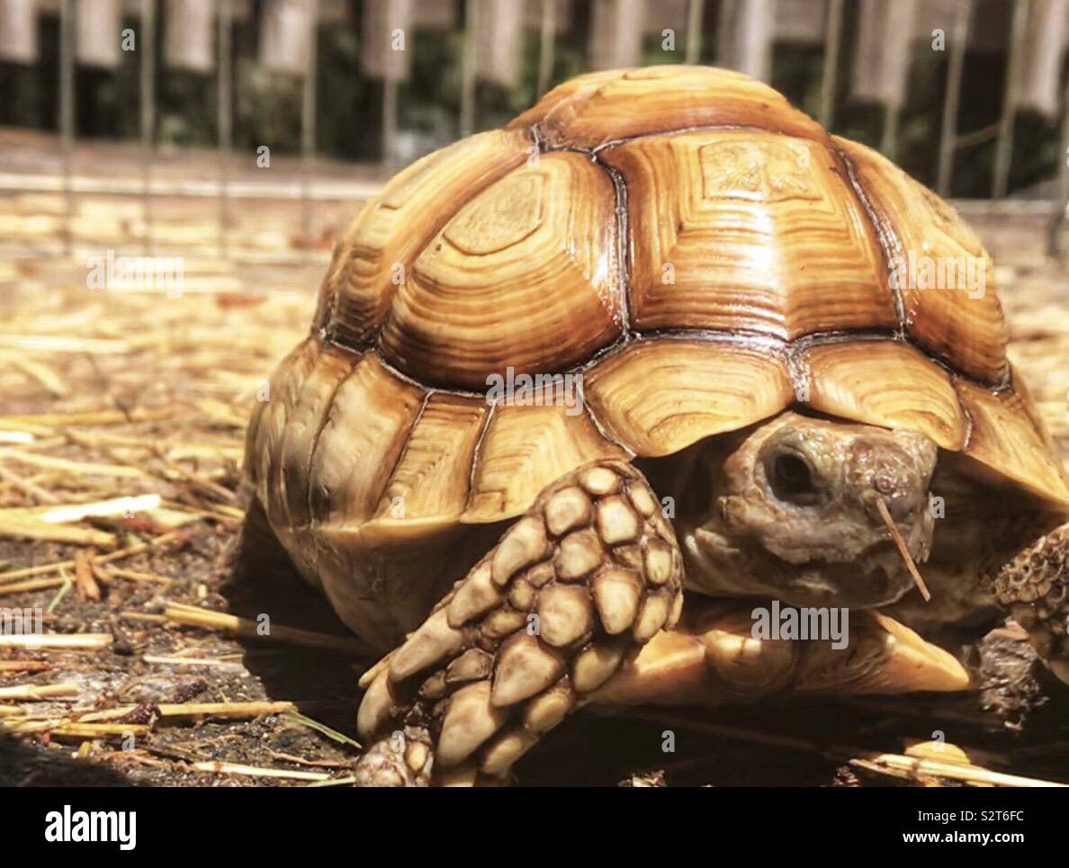 Big Sulcata Tortoise