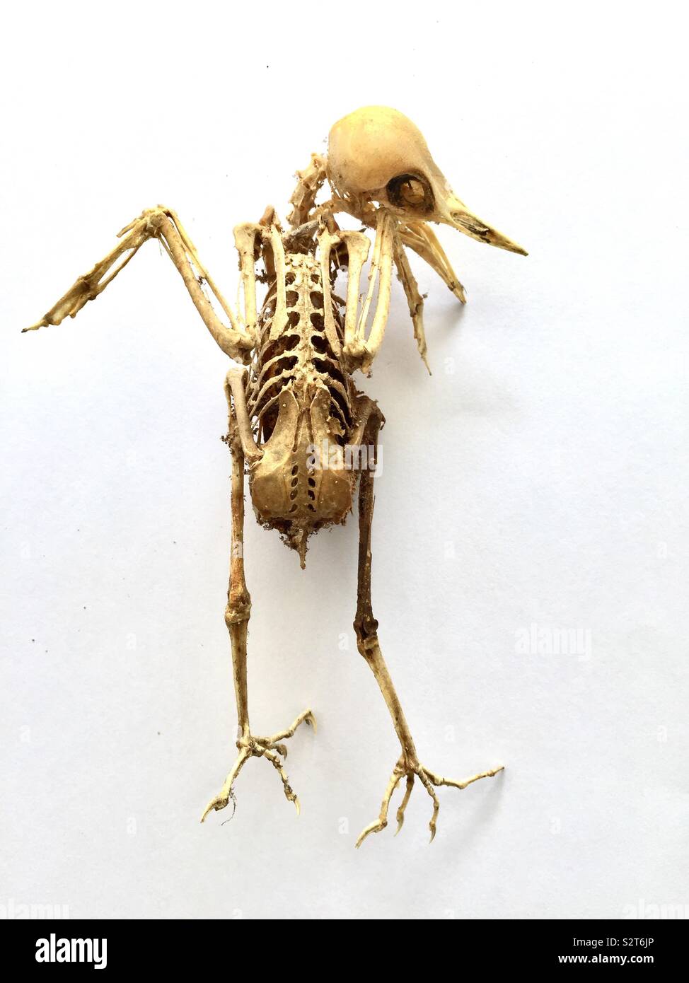 Black bird skeleton Stock Photo - Alamy