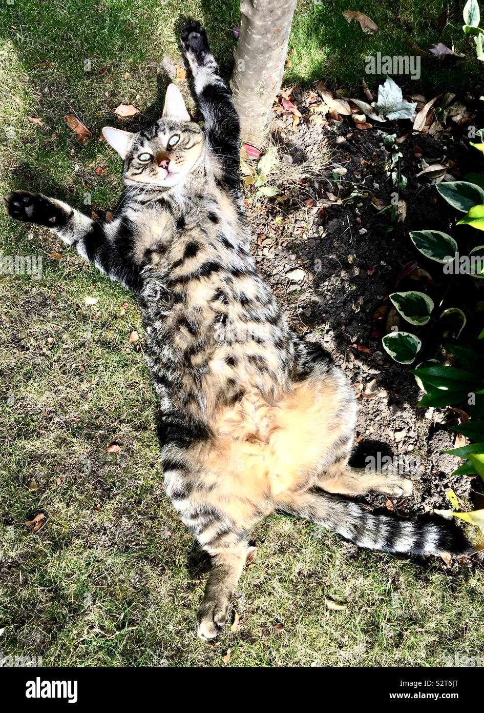 Cat sun bathing Stock Photo - Alamy