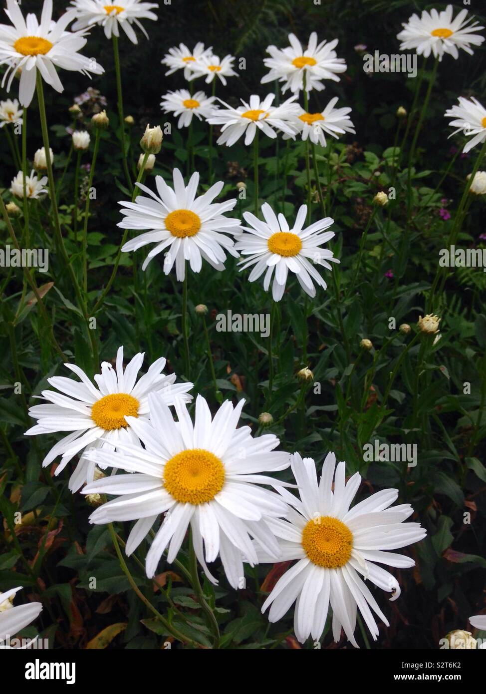 Large Daisy High Resolution Stock Photography and Images - Alamy