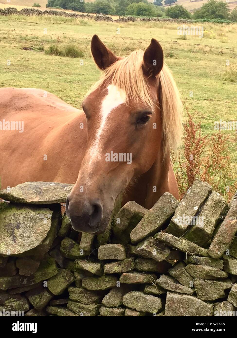 Pretty Pony High Resolution Stock Photography and Images - Alamy