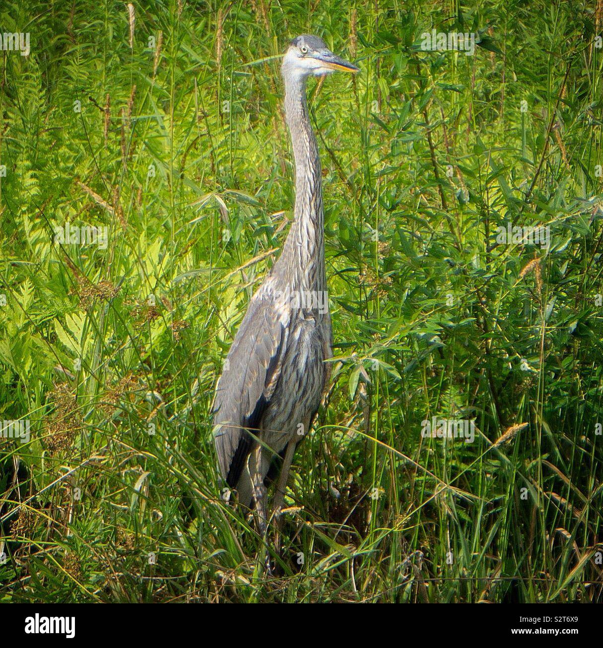 Juvenile great blue heron hi-res stock photography and images - Alamy