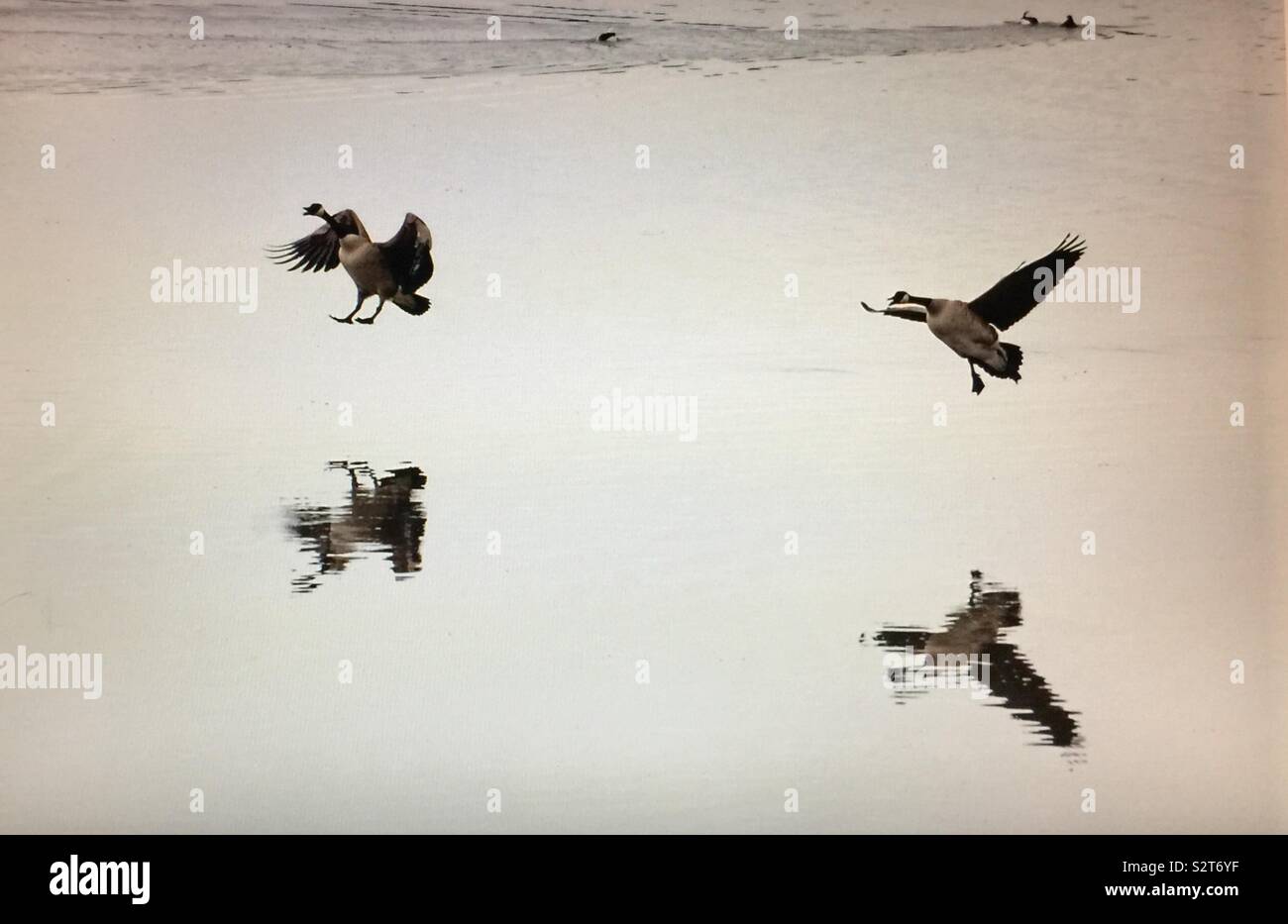 Wildlife, two Canada geese landing on a pond Stock Photo - Alamy