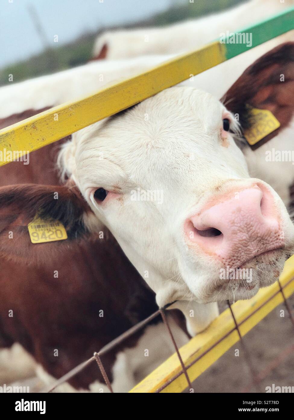 Friendly Cow High Resolution Stock Photography and Images - Alamy