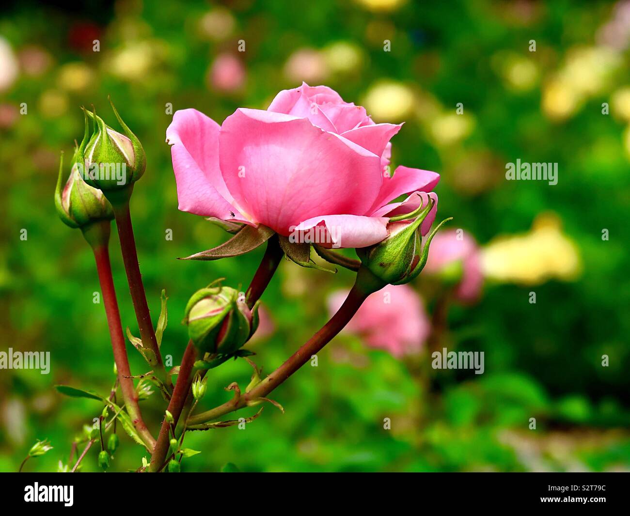 Budding rose hi-res stock photography and images - Alamy