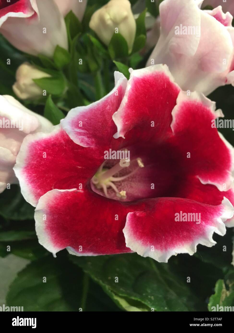 Red white flower Stock Photo - Alamy