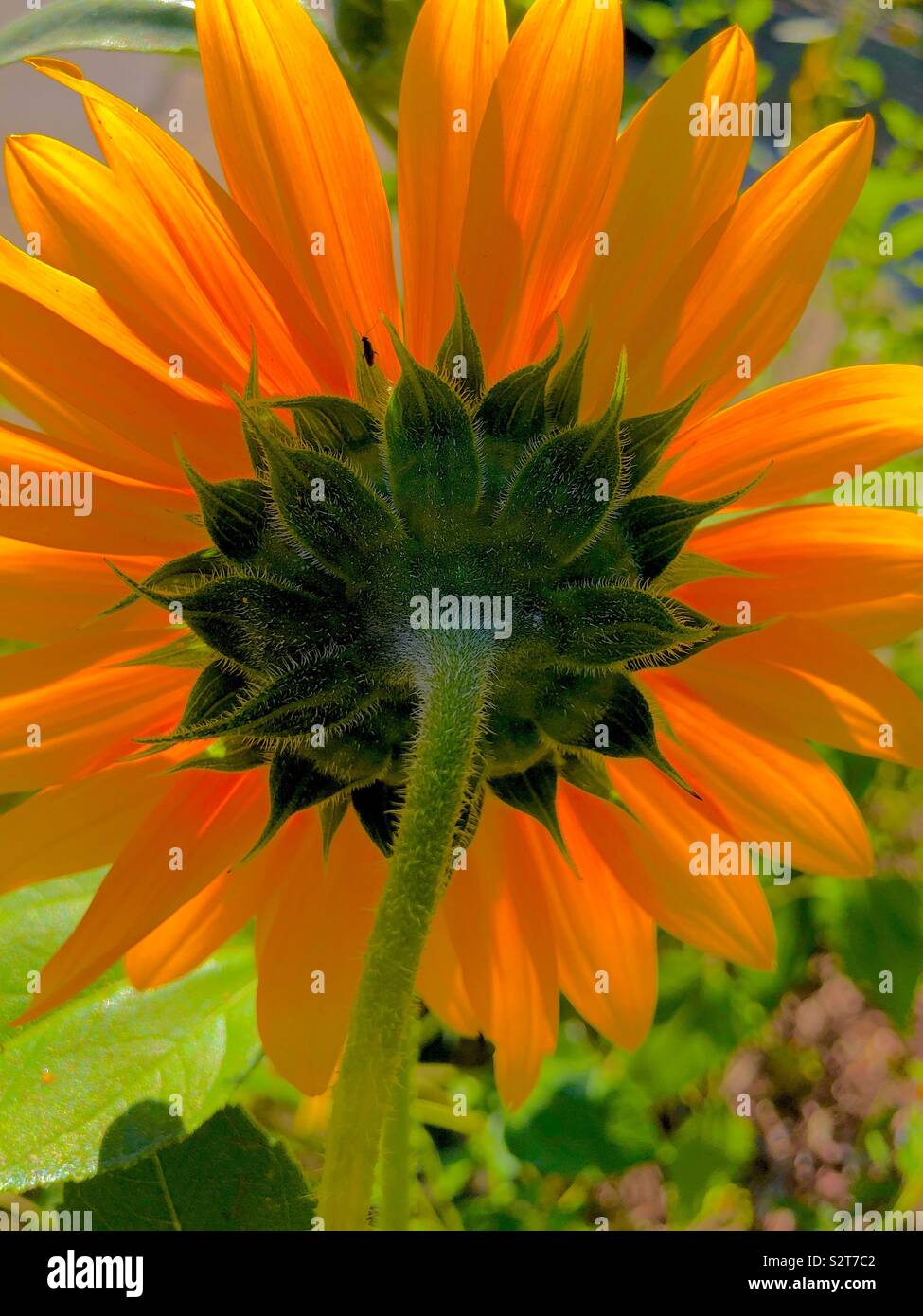 Back of sunflower hi-res stock photography and images - Alamy