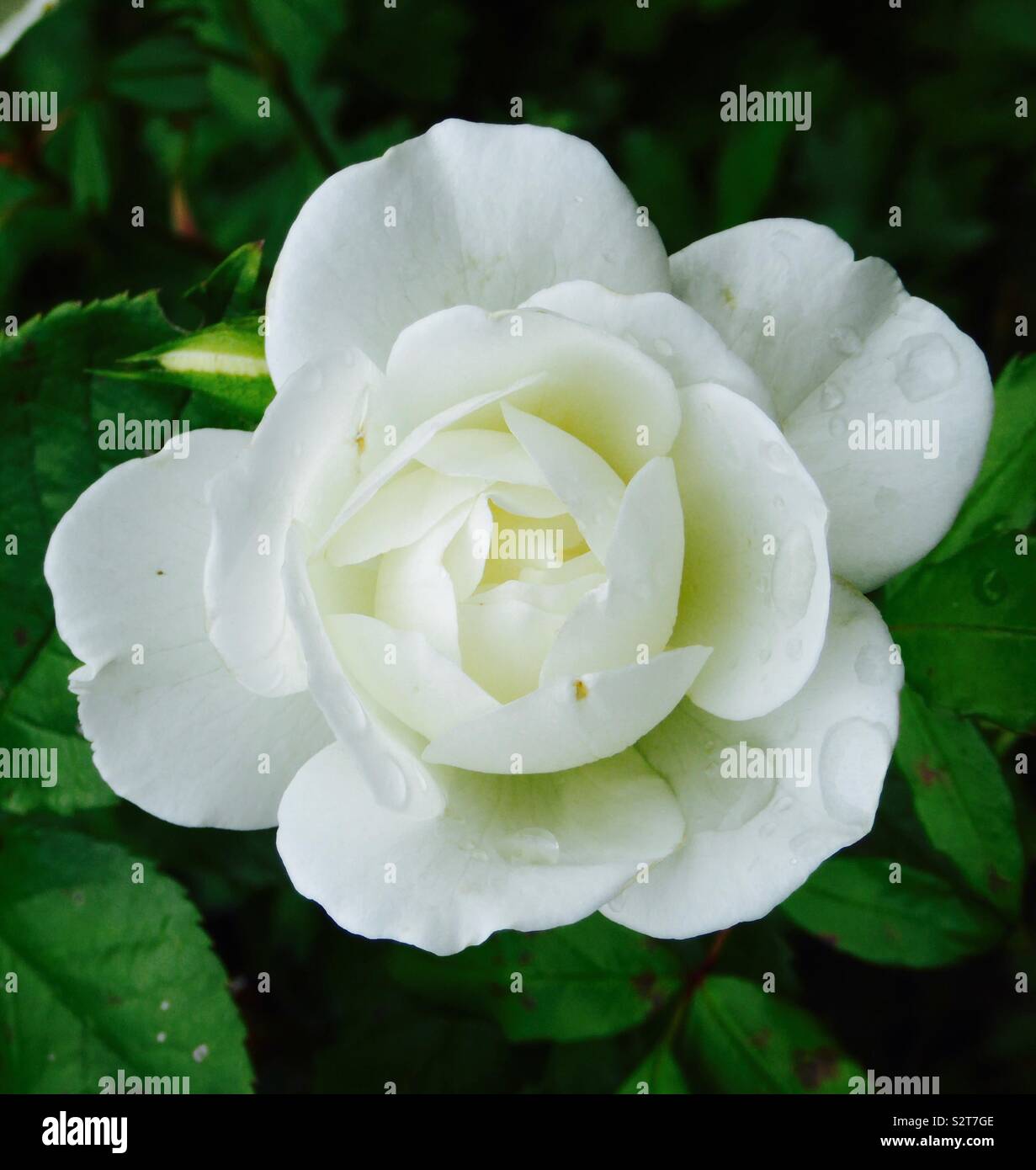 White rose flower with water droplets Stock Photo - Alamy