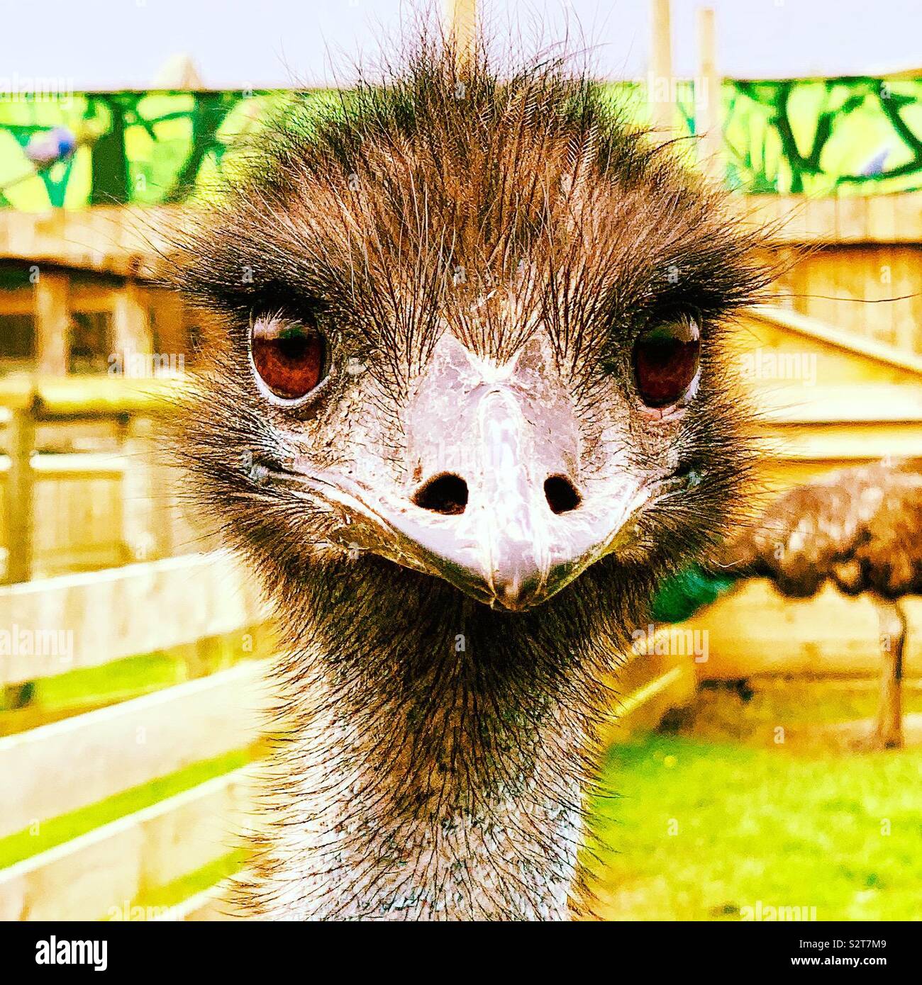 Emu eyes hi-res stock photography and images - Alamy