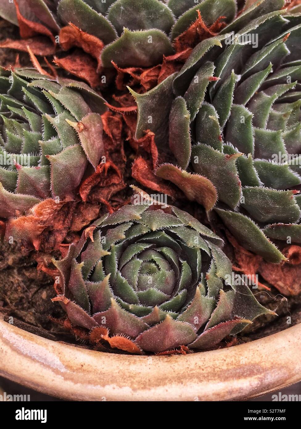 Gorgeous pot hi-res stock photography and images - Alamy