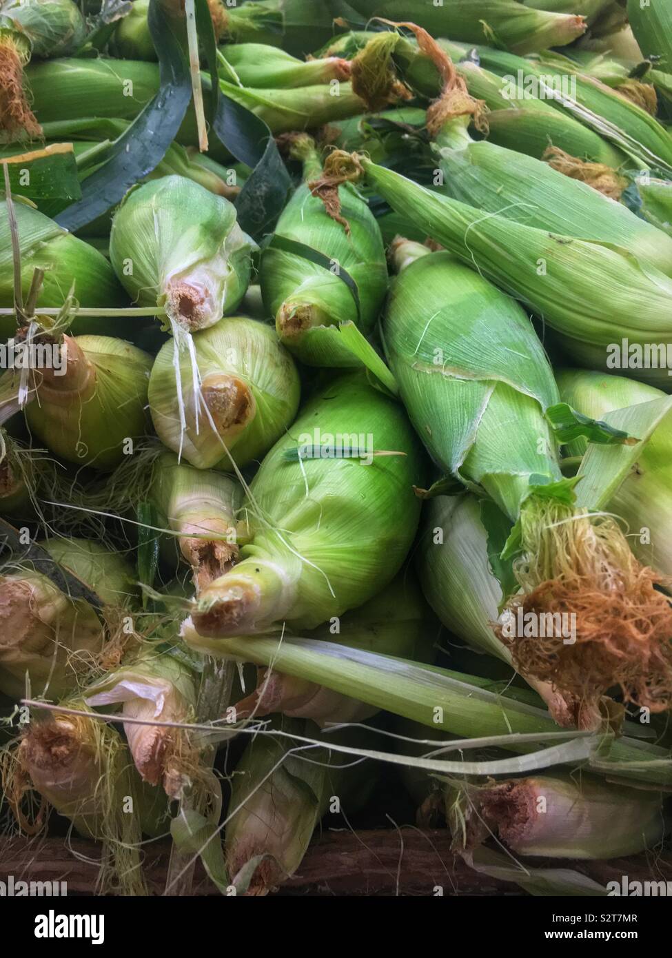 Pile of farm fresh corn on the cob Stock Photo - Alamy Pile of farm fresh corn on the cob Stock Photo - Alamy